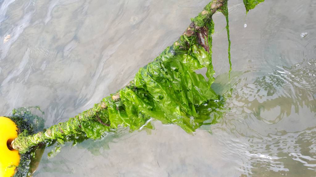 Zeewier(teelt) – De Vlielander Kaasbunker – Zeewierkaas, excursies en ...